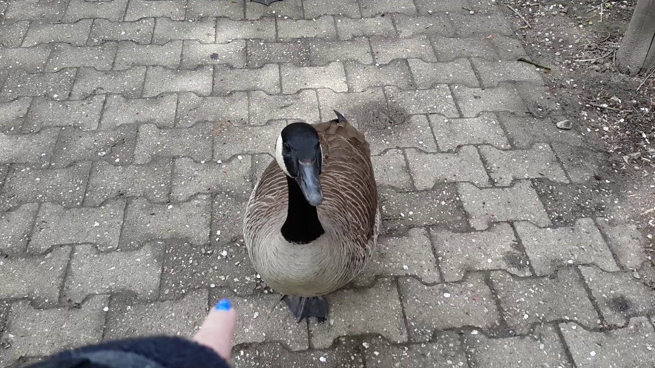 Evil сanada goose in Aachen Zoo - YouTube