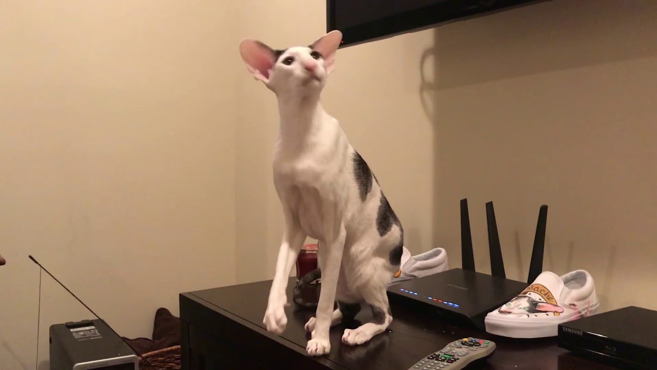 A little Teddy Tuesday Playtime - YouTube