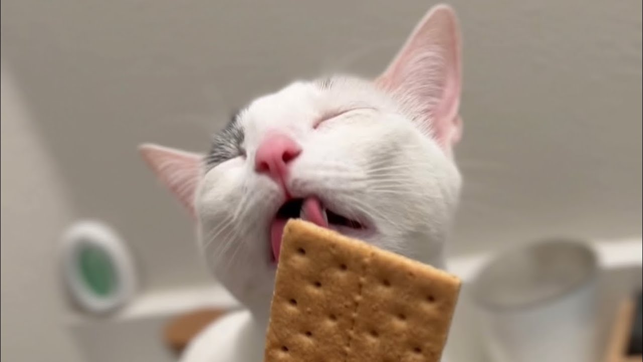 Gandalf the Cat & Her Monday Graham Cracker - February 27th - YouTube