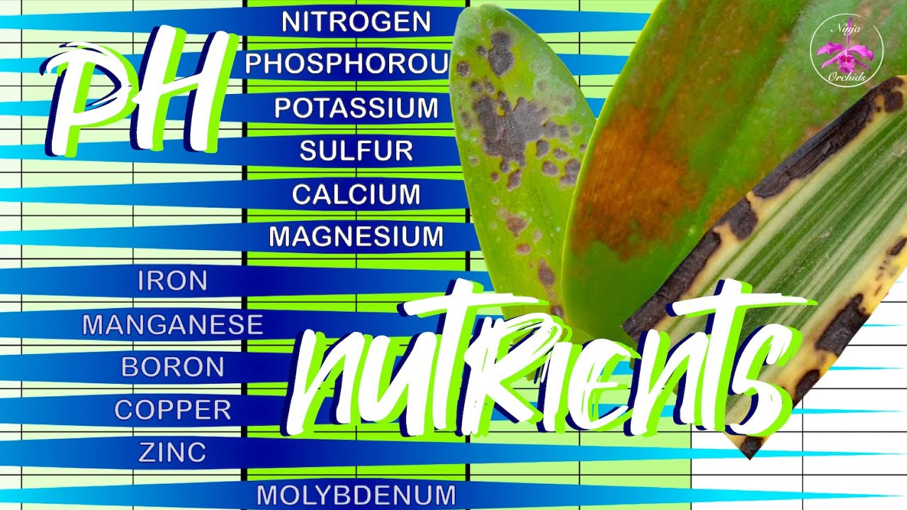 🎤pH relationship to Nutrient Absorption for Orchids | All Media Types # ...