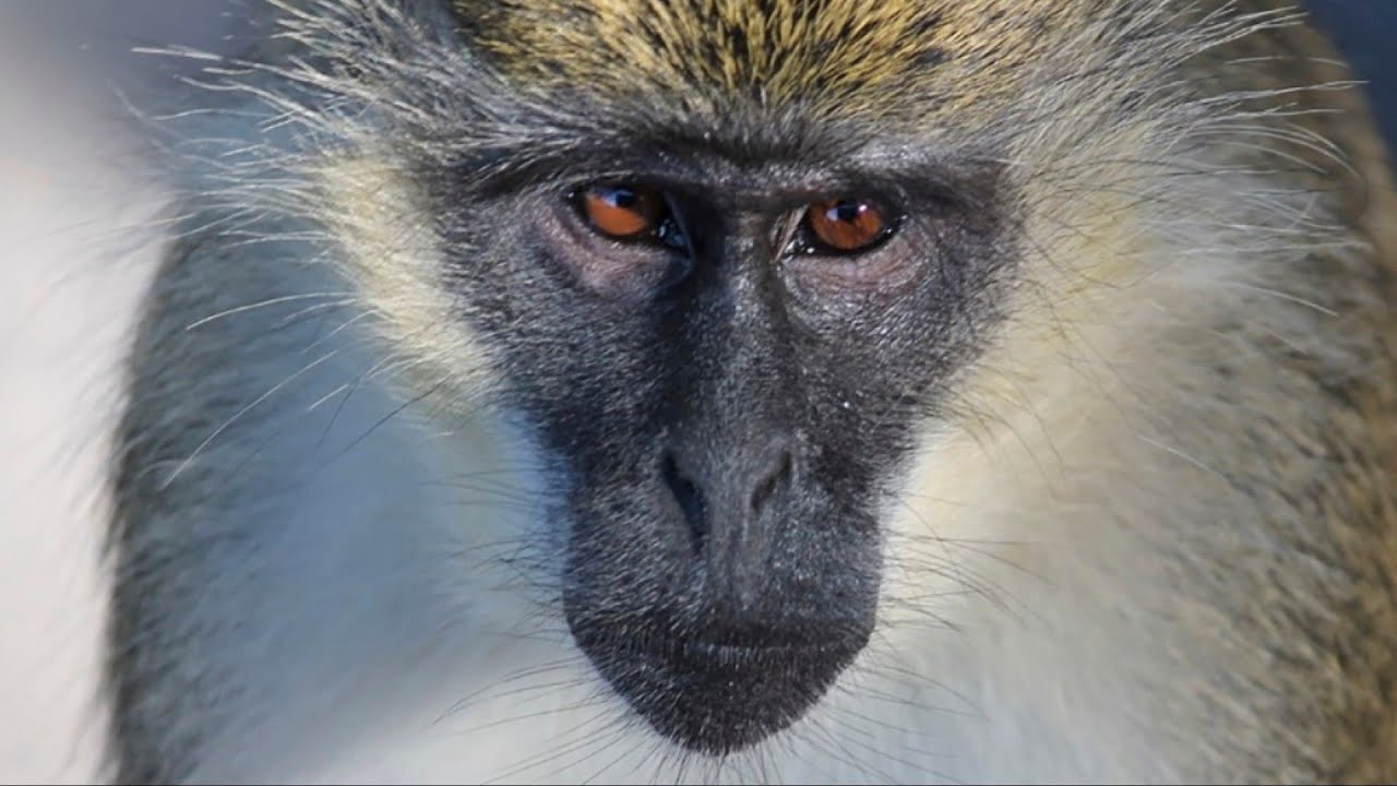 Monkey bites 11-year-old boy during family gathering over weekend, ACS ...