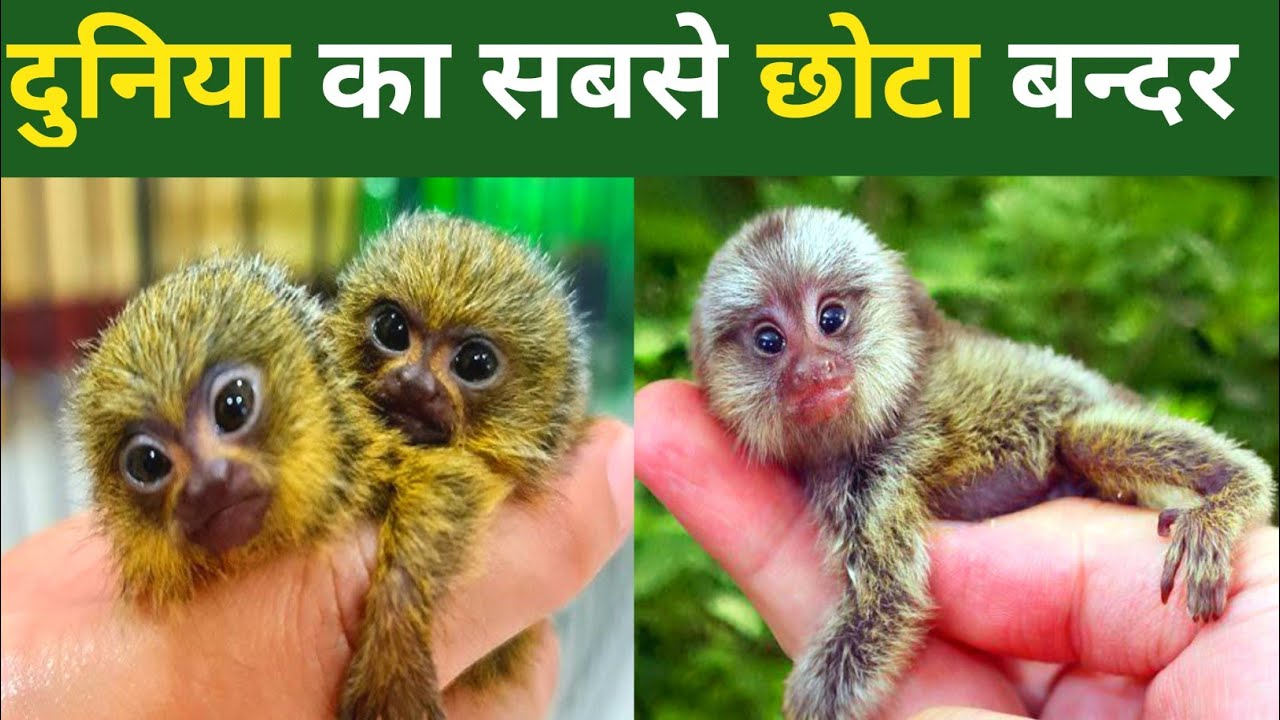 World’s Smallest Monkey: The Pygmy Marmoset।। Small monkey - YouTube