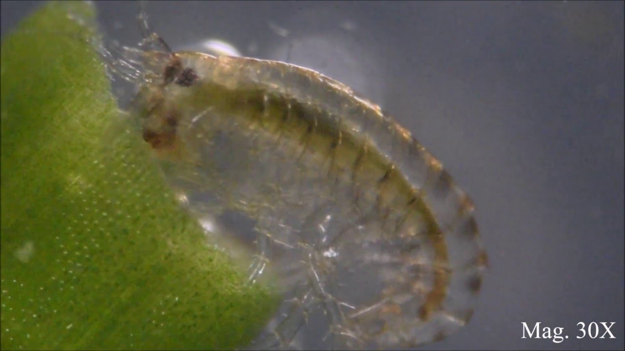 Amphipods under the Microscope and their Circulation - YouTube