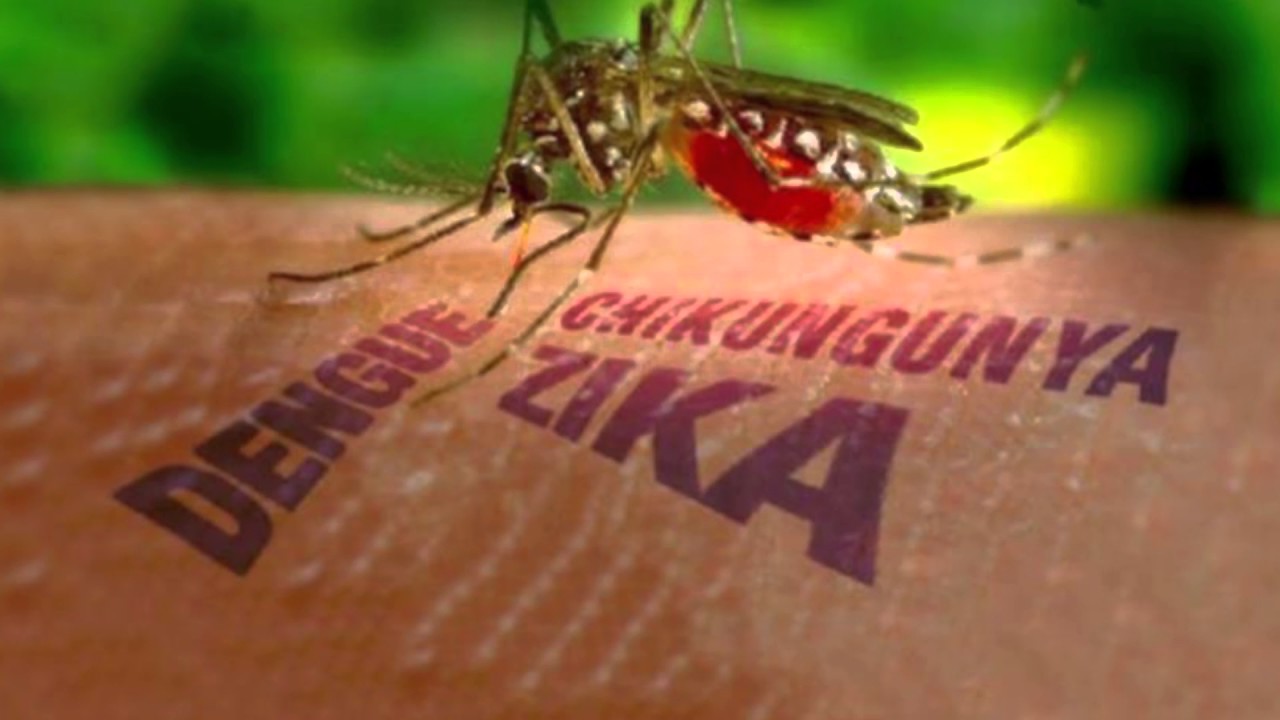 Mosquito puede transmitir 4 enfermedades juntas entre ellas Zika y ...