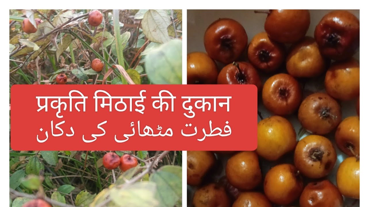 Jharberi A Nature Candy Factory - YouTube