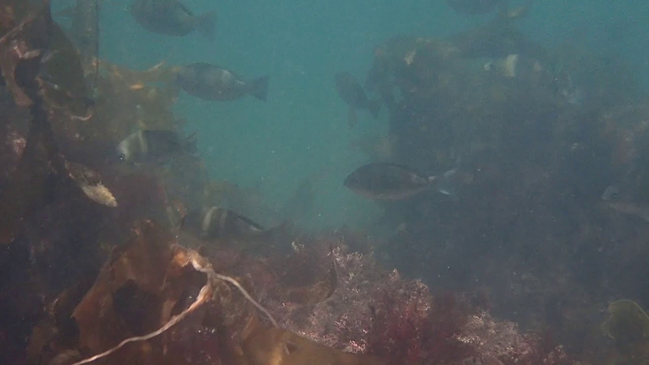 メジナ（Girella punctata）の群れ - YouTube