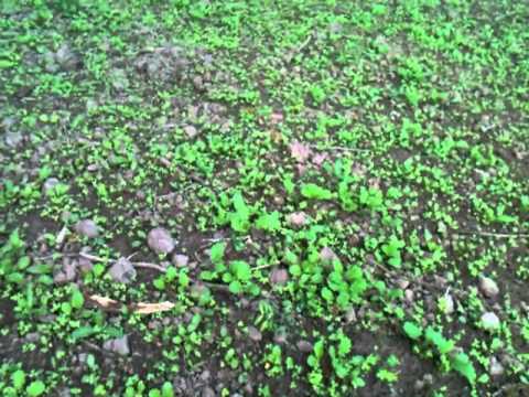 Pig Paddock Pasture Progress - YouTube