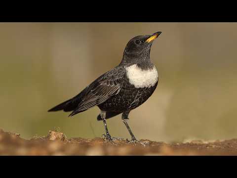 Ring Ouzel Things You Need To Know!