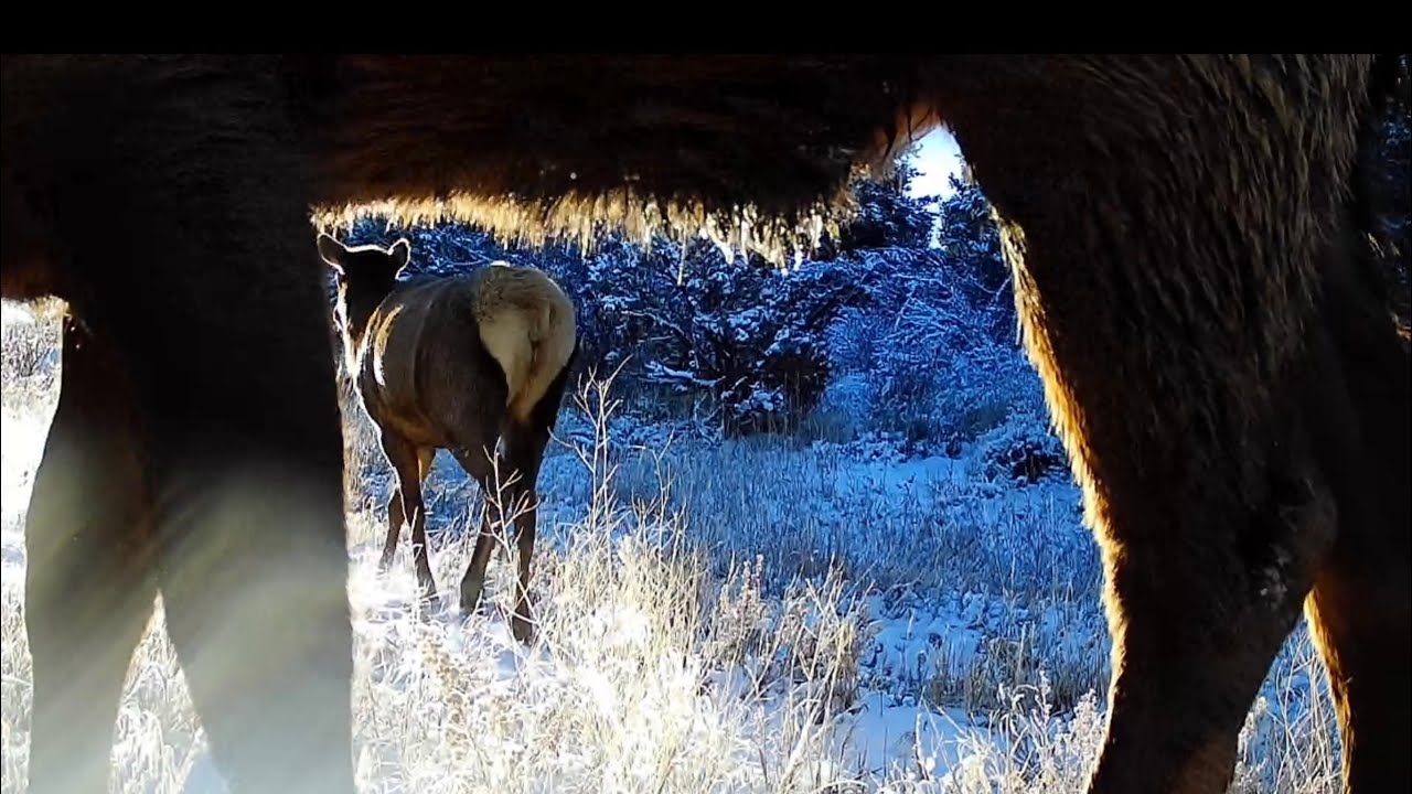 Herd of Elk Moves Through Snowy Sunrise – Trail Camera Captures ...