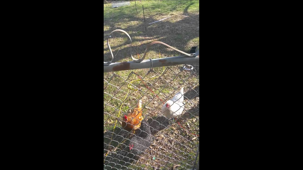 Chicken waddle - YouTube