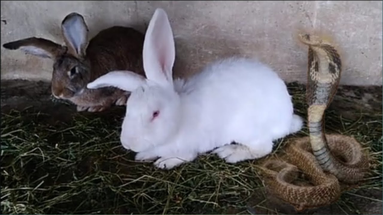 ලස්සන හාවෝ | Sri lankan Rabbits | Rabbits farming in Sri lanka | Cute ...