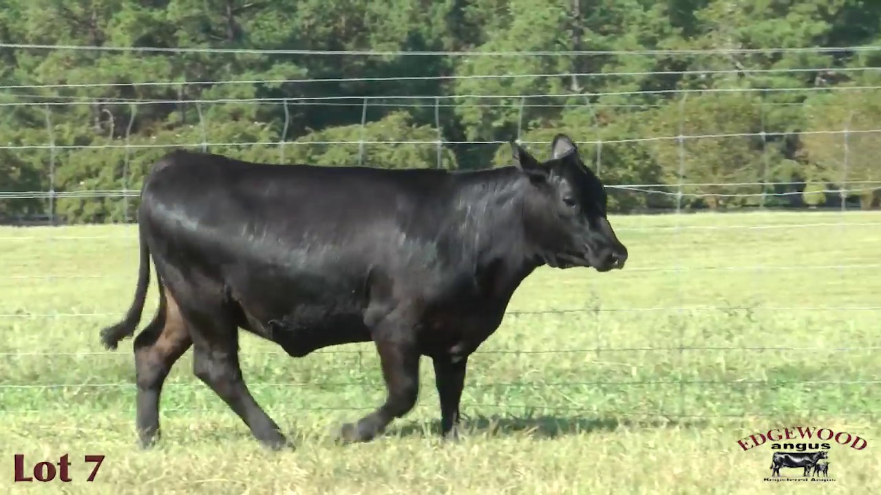 Lot 7 8259 Edgewood Angus - YouTube