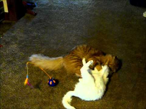 Stumbling Cat - YouTube