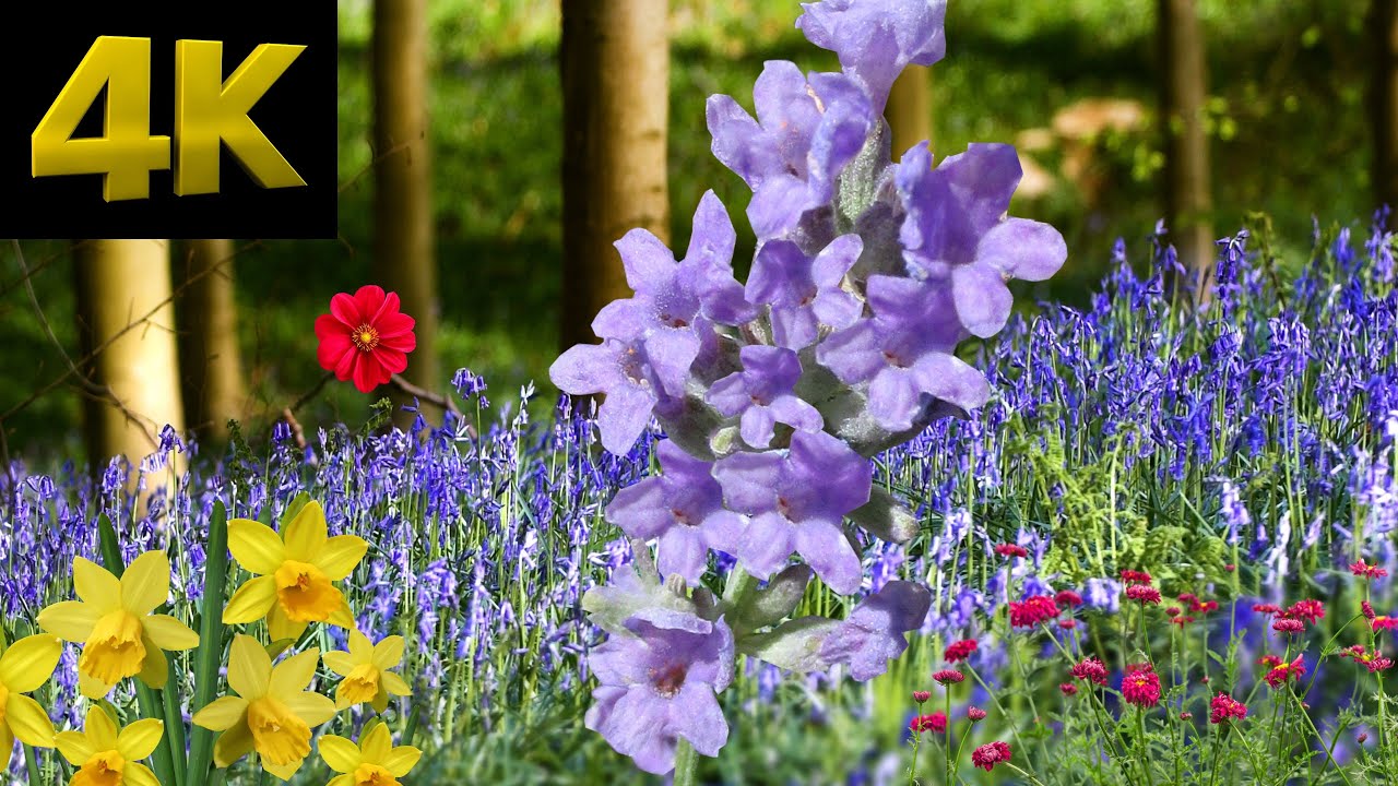 The Most Beautiful Flowers Collection 4K ULTRA HD Relax With The Sounds Of Nature - YouTube