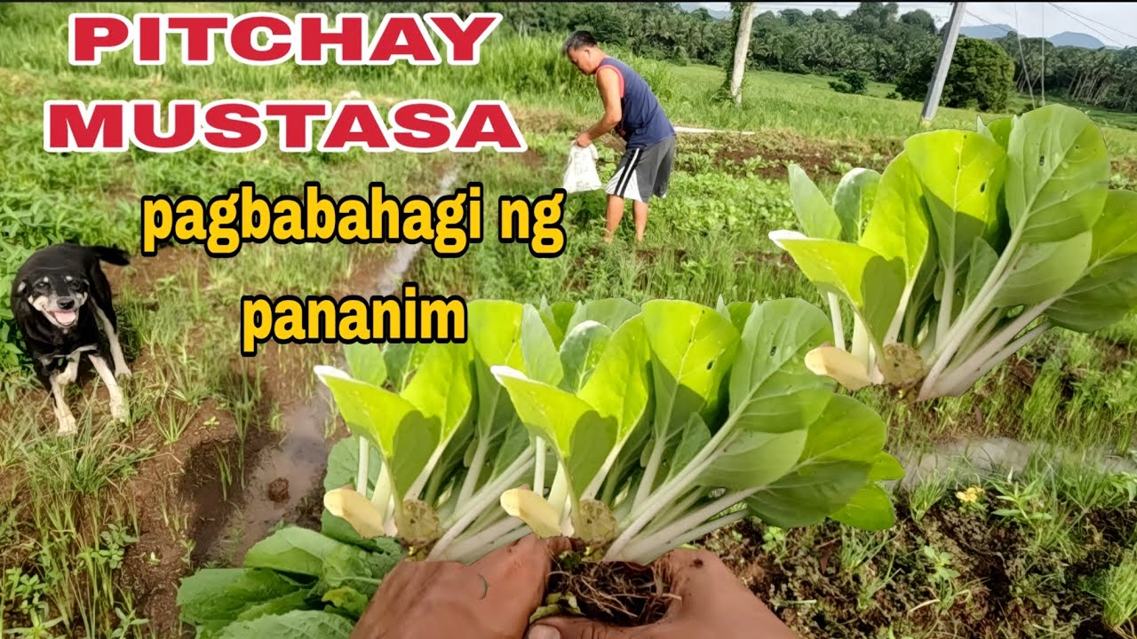 Pitchay mustasa PAGBAHAGI ng pananim - YouTube
