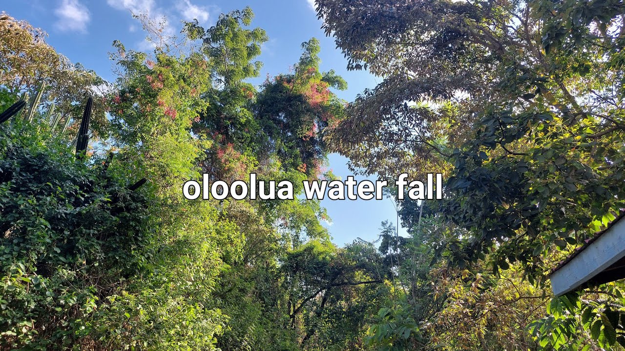 Life in the forest | Oloolua forest | Adventure | Nairobi - YouTube