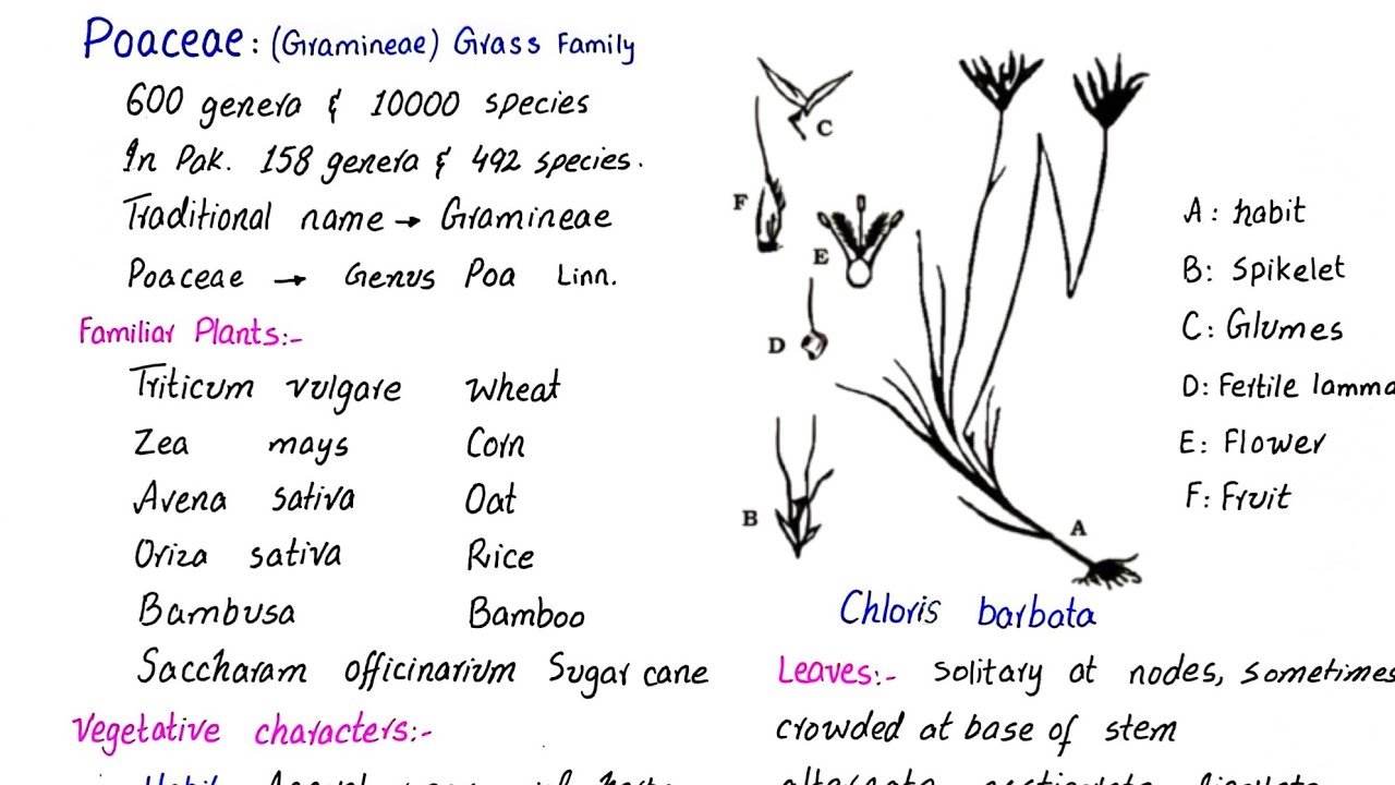 Family poaceae | Gramineae or Grass family | economic importance ...
