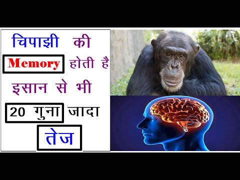 Chimpanzee Memory Test | Human Short Memory | Amazing Science ...