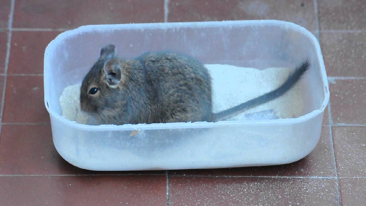 Squirrel diving in cocaine - YouTube