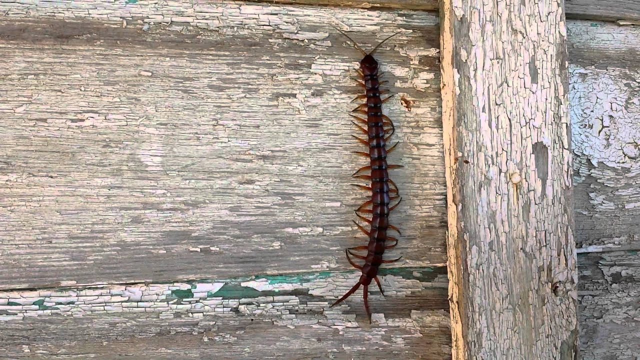 CIENPIES, ADJUNTAS PUERTO RICO - YouTube