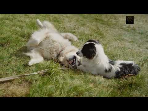 Doggies playing in the highland - YouTube
