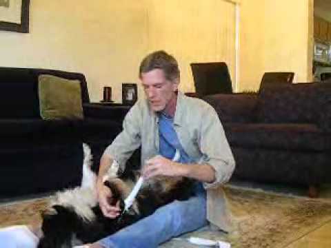 how to use a home-made elastic dog sock harness with Dermapaw - YouTube