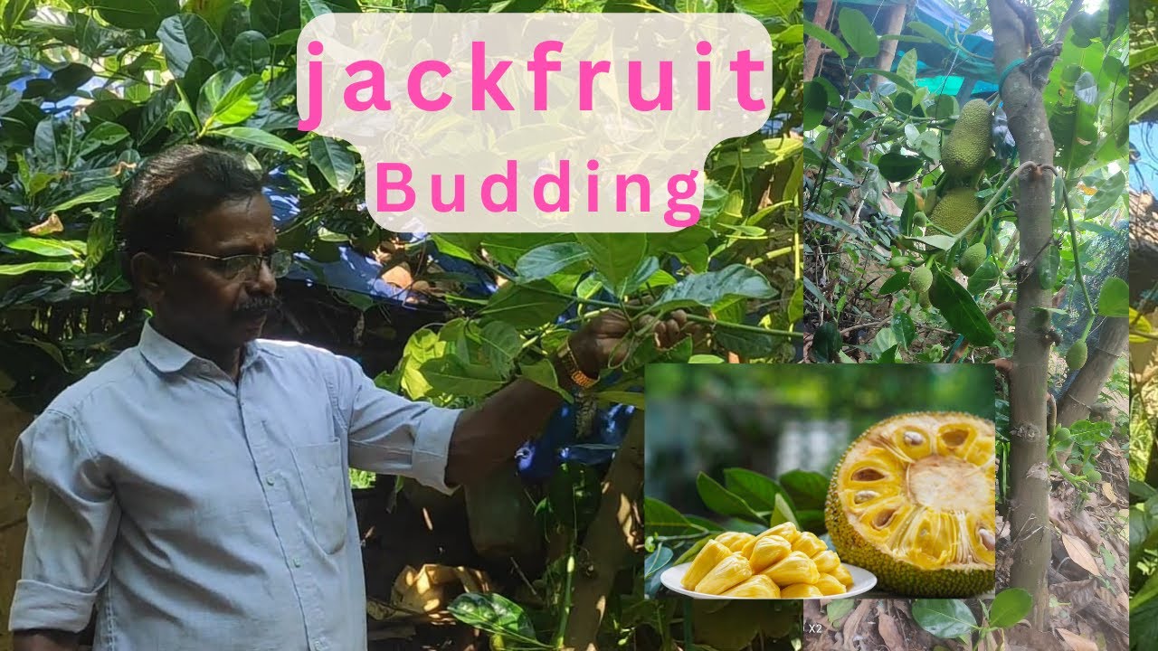 JACKFRUIT BUDDING ചക്ക.. #agriculture#kerala #farming #easy #garden #youtube#malayalam#budding ...
