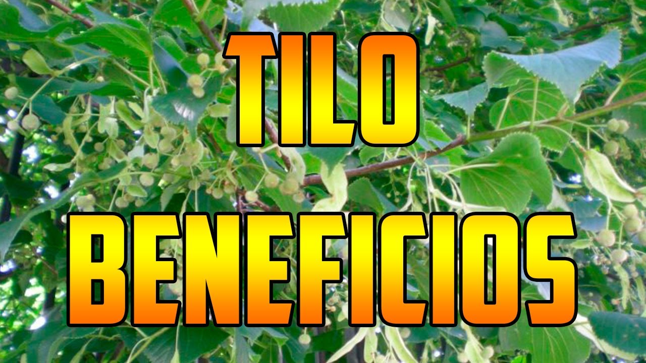 TILO #benefits Tilia cordata 🌿¿PARA QUE SIRVE ? 🌿Usos🌿 #plants 🌿 #video ...