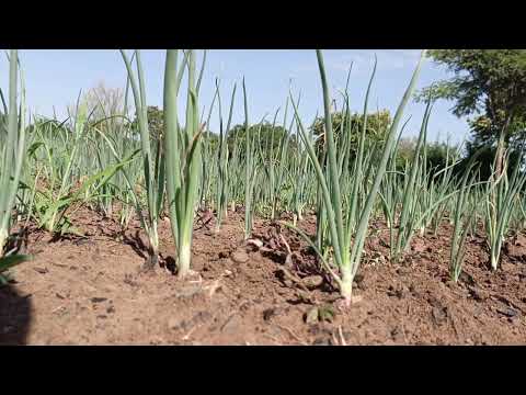 Managing Onion field in Teso - KiRA Farm