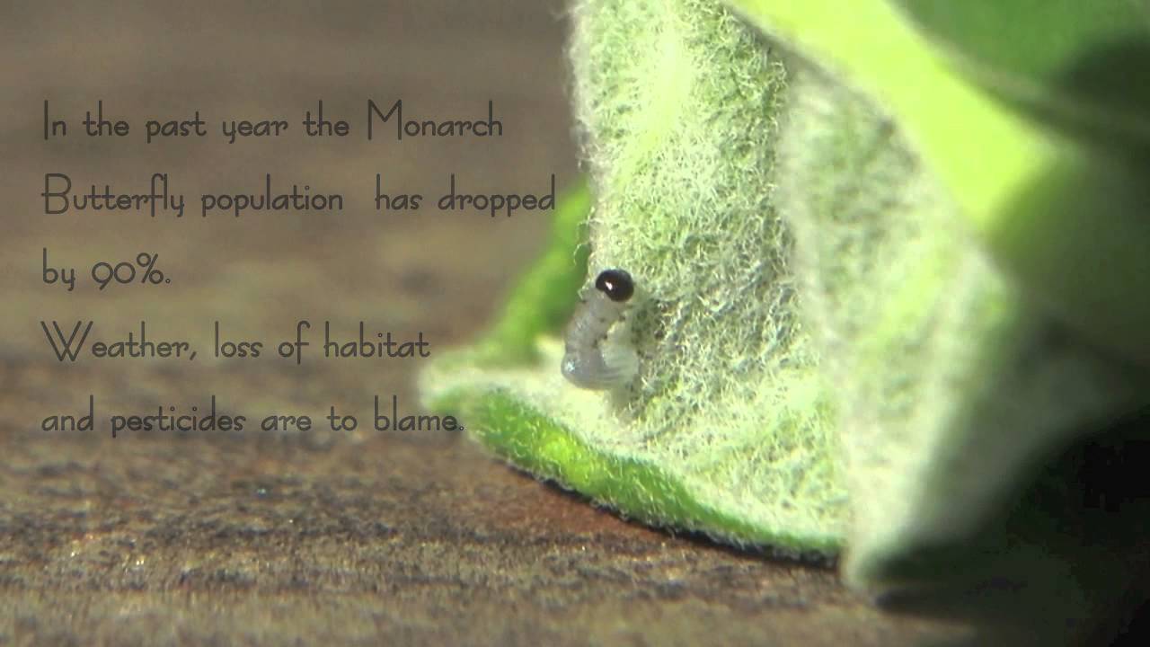 Monarch caterpillar emerging from egg - YouTube