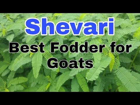 KGF - fodder for goats - Shevari - YouTube