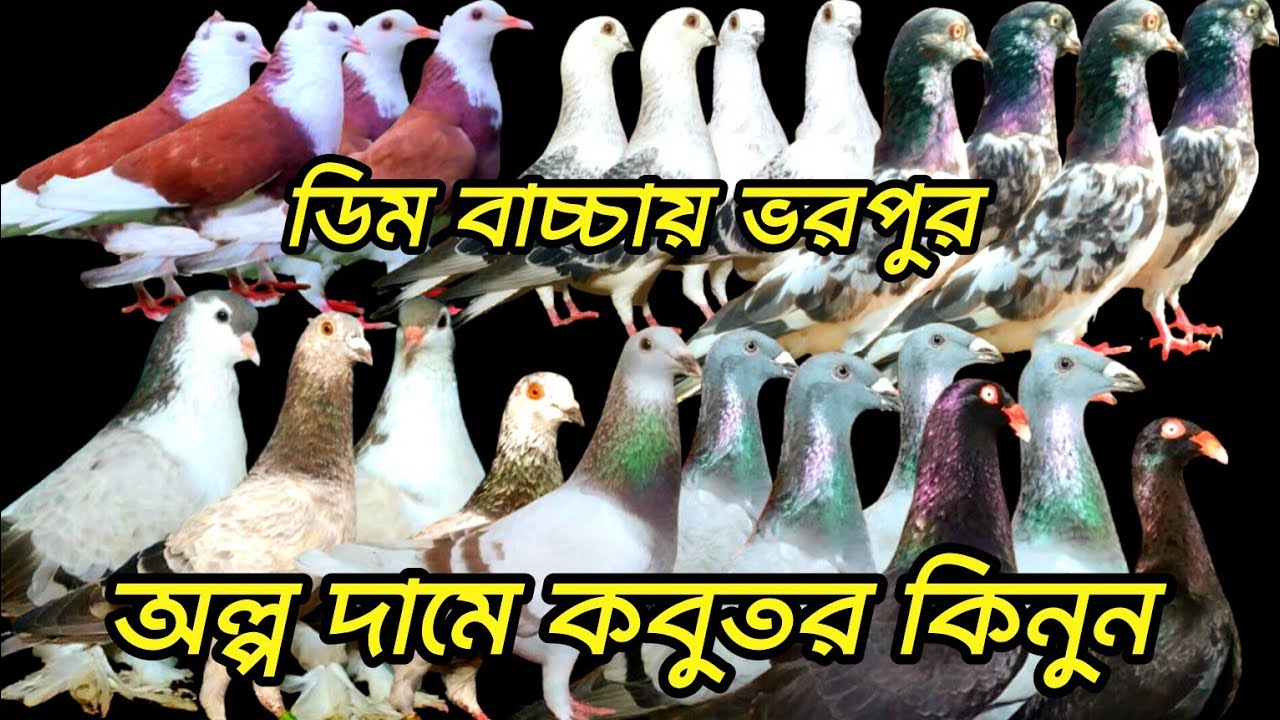 কমদামে ডিম বাচ্চা সহ ভালো মানের কবুতর কিনুন komdame kobutor bikri hobe ...