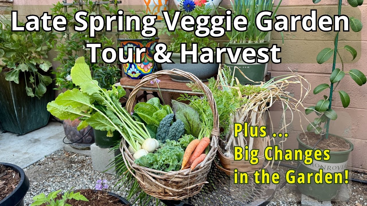 Late Spring Veggie Garden Tour & To Dos | Container Vegetable Gardening ...