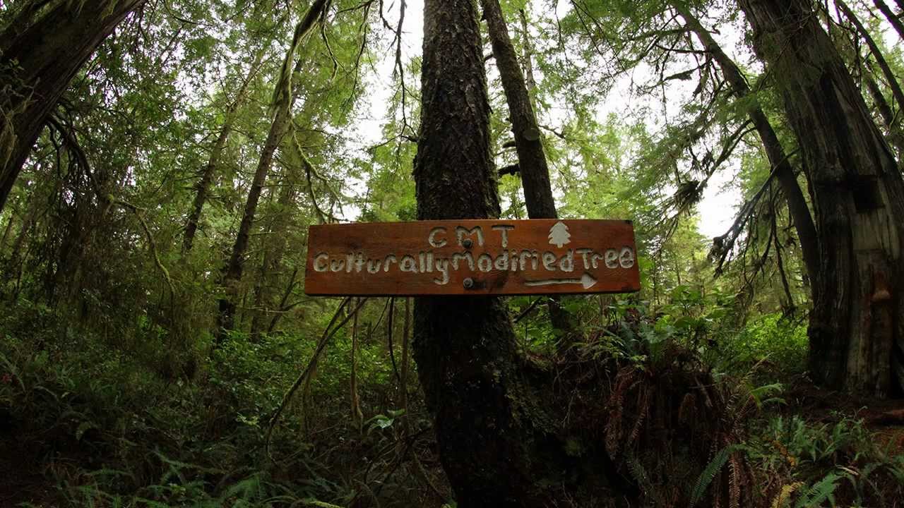 CMT - Culturally Modified Tree - YouTube