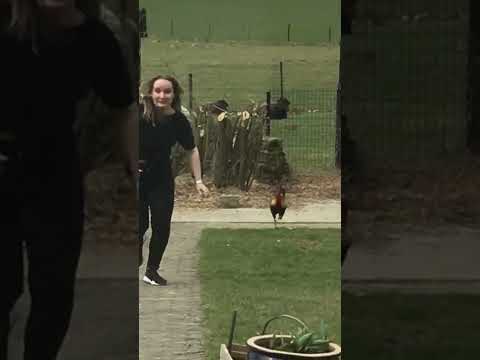 Funny Rooster Hilariously Chases Woman! #Shorts #Farms #Animals