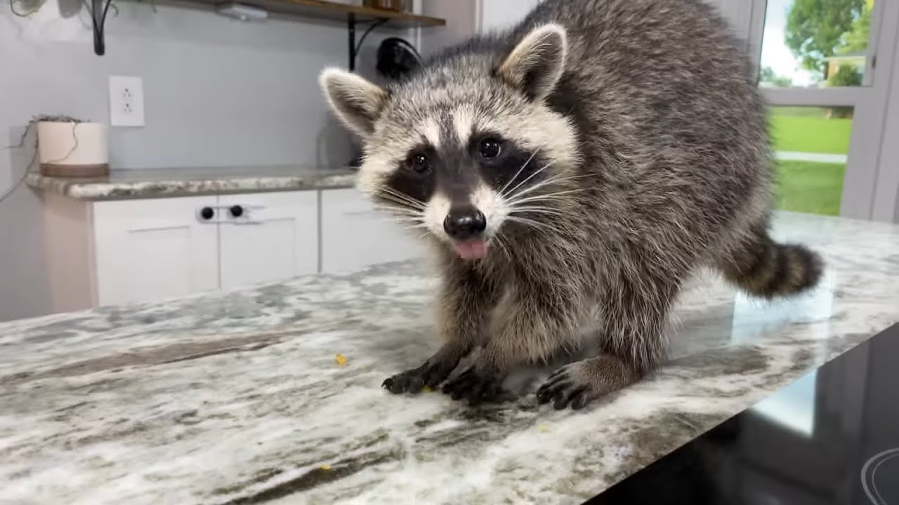 Top 5 raccoons - YouTube