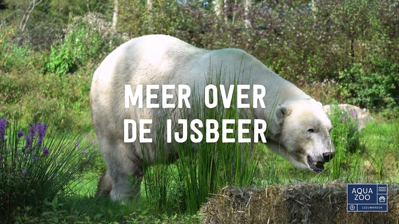 Meer over de ijsbeer - IJsberen rollen graag door de modder - YouTube