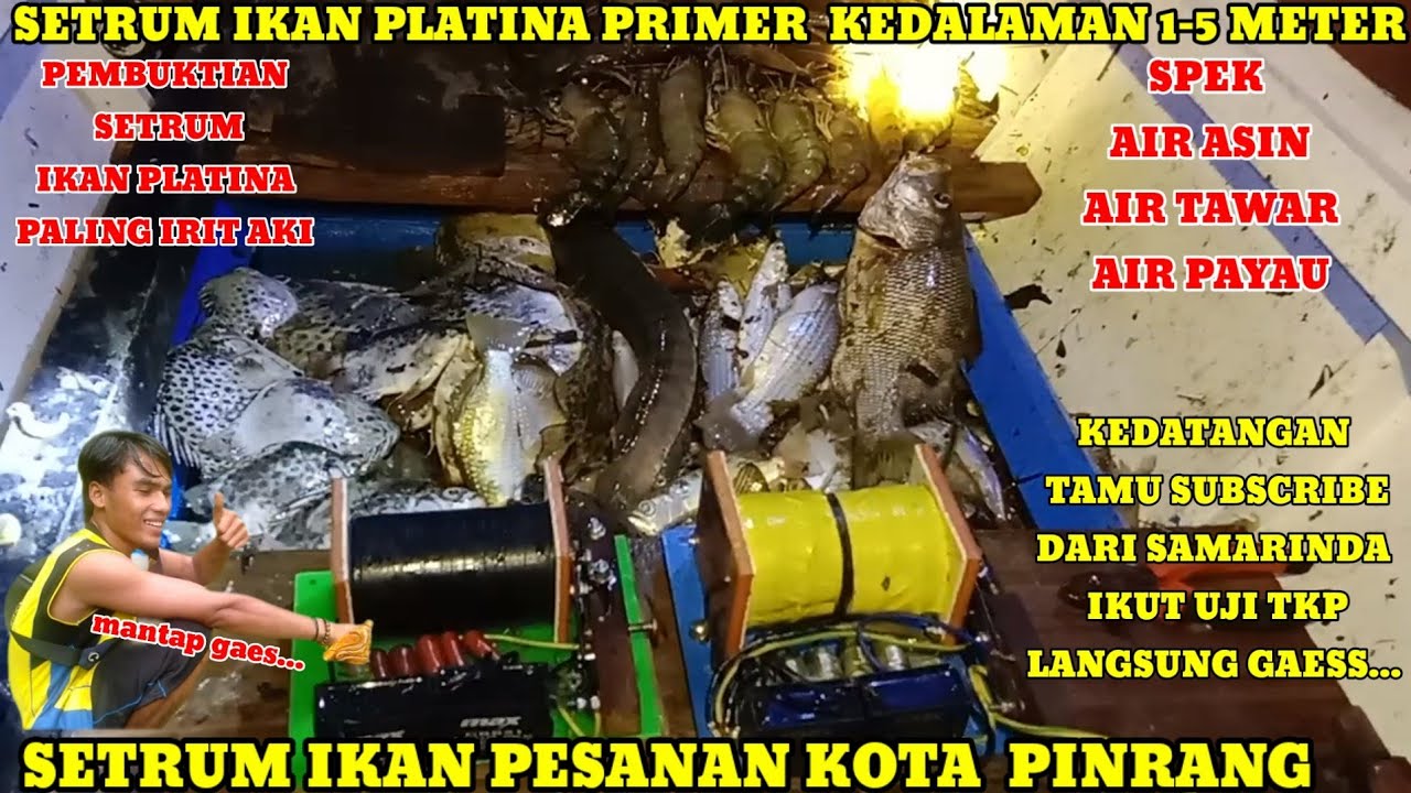 SETRUM IKAN PLATINA KEMBALI BERAKSI DI TKP AIR ASIN CAMPUR TAWAR ...