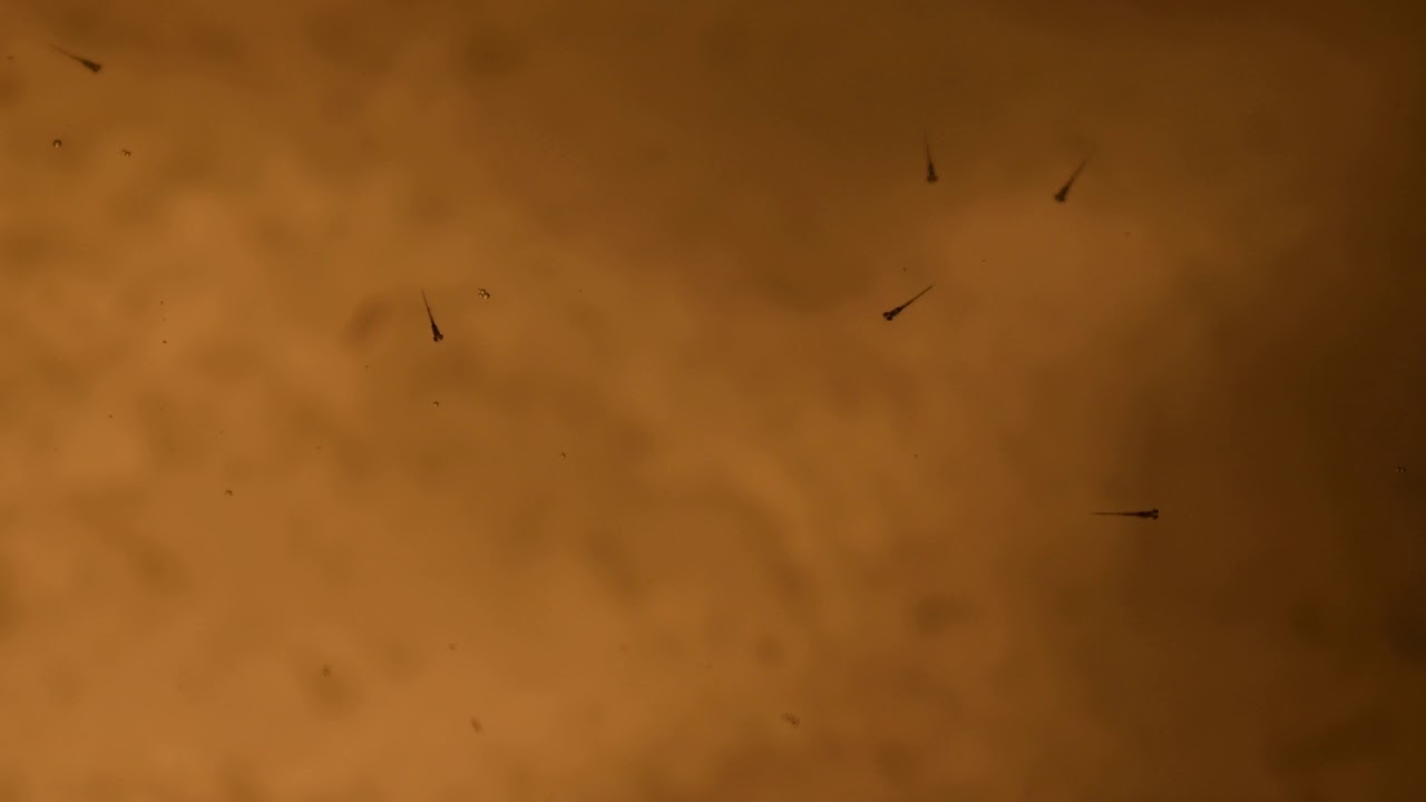 Zebra Fish Fry's - YouTube