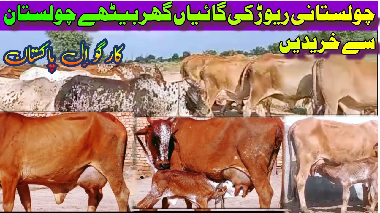 Beautiful Pure Cholistani Milking Cows For Sale Near Madrassa Mandi In ...