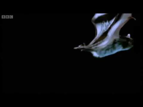 Bats hunting their prey - top bat - BBC EDITADO - YouTube