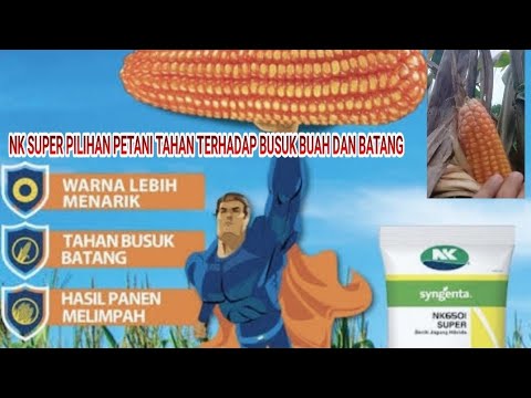 JAGUNG NK SUPER UMUR 110 HARI DENGAN SISTEM KOCOR. - YouTube