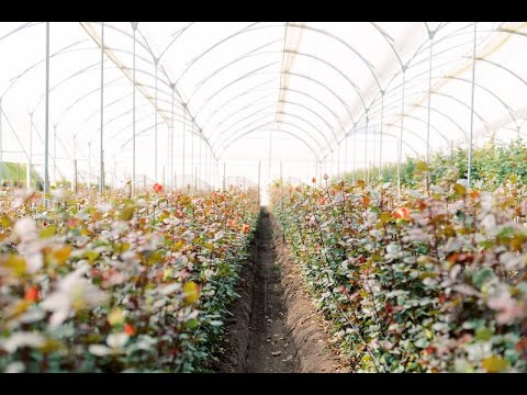 The Flower Growing Process - YouTube