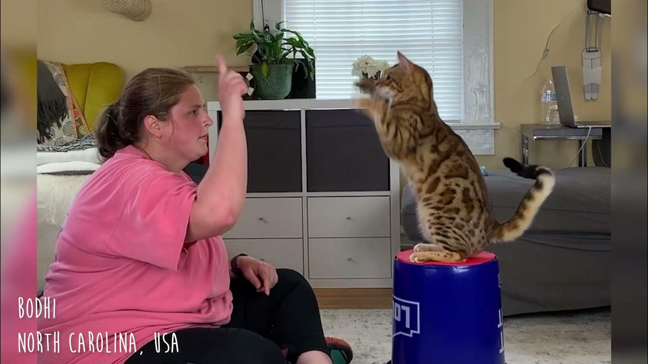 Cat Training with Melissa Millett - YouTube