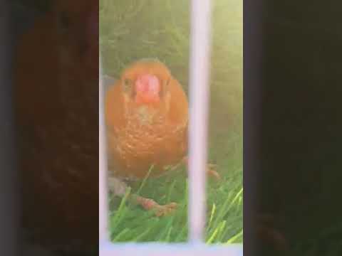 Full Orange Zebra Finch Pair | Ready To Breed Zebra finch | Rare ...