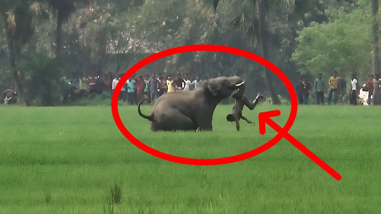 Wild elephant attack. Elephant-human conflict - YouTube