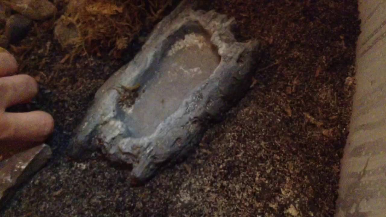 Rhysida longipes communal breeding success! - YouTube