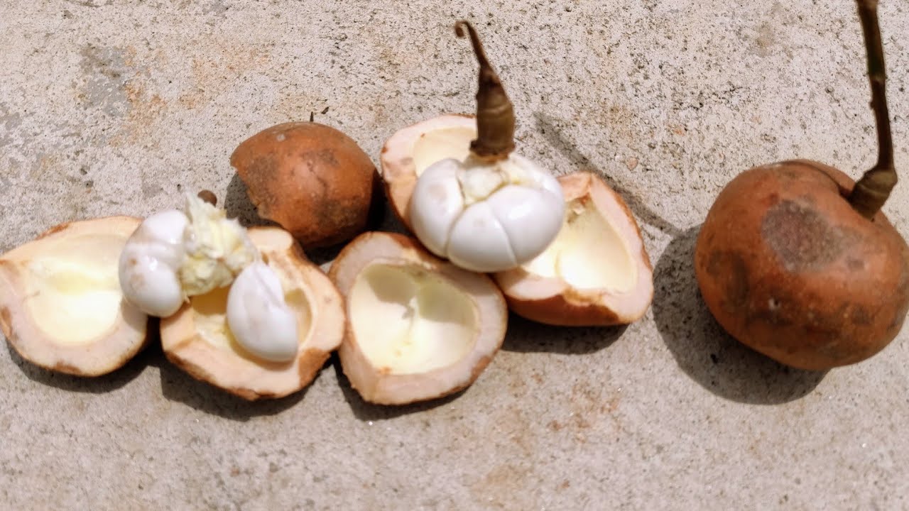 Tampoi (Baccaurea macrocarpa) - one of the best tropical fruits - YouTube