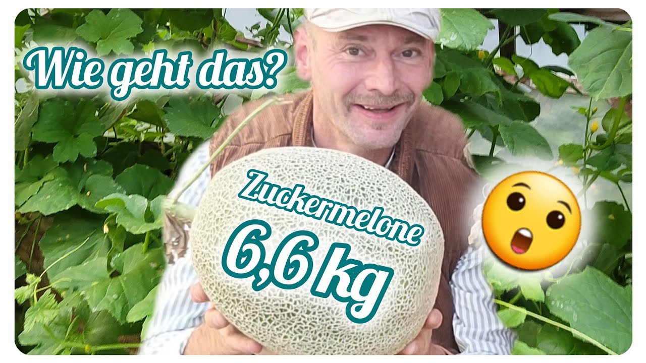 Riesige Zuckermelonen 🍈 in Deutschland anbauen. So geht das! - YouTube