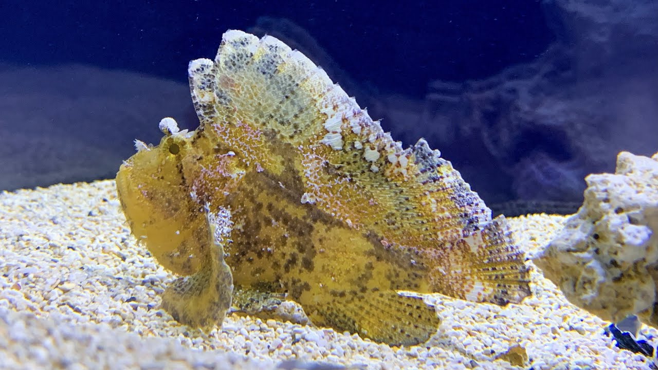 CATCHING MY DREAM AQUARIUM FISH! | Tako Diving | Hawaii - YouTube